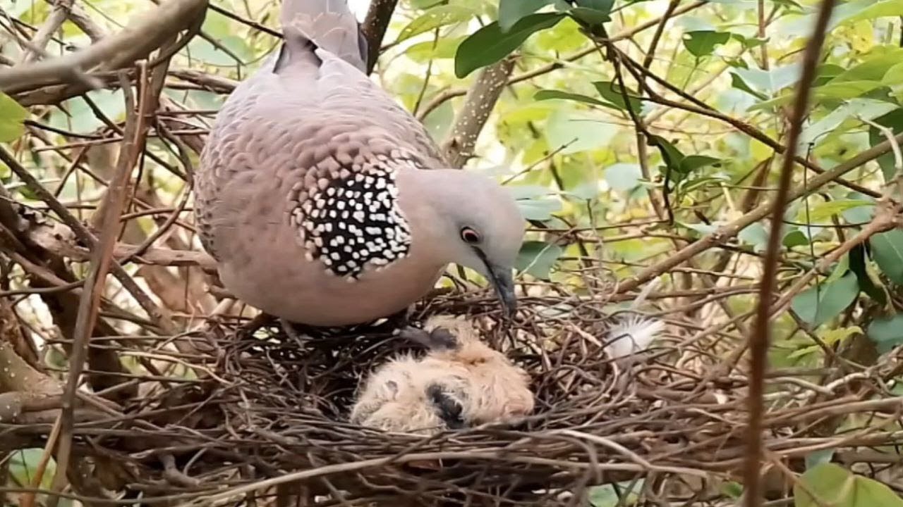 Zebra dove birds Protect the baby in the nest [ Review Bird Nest ...