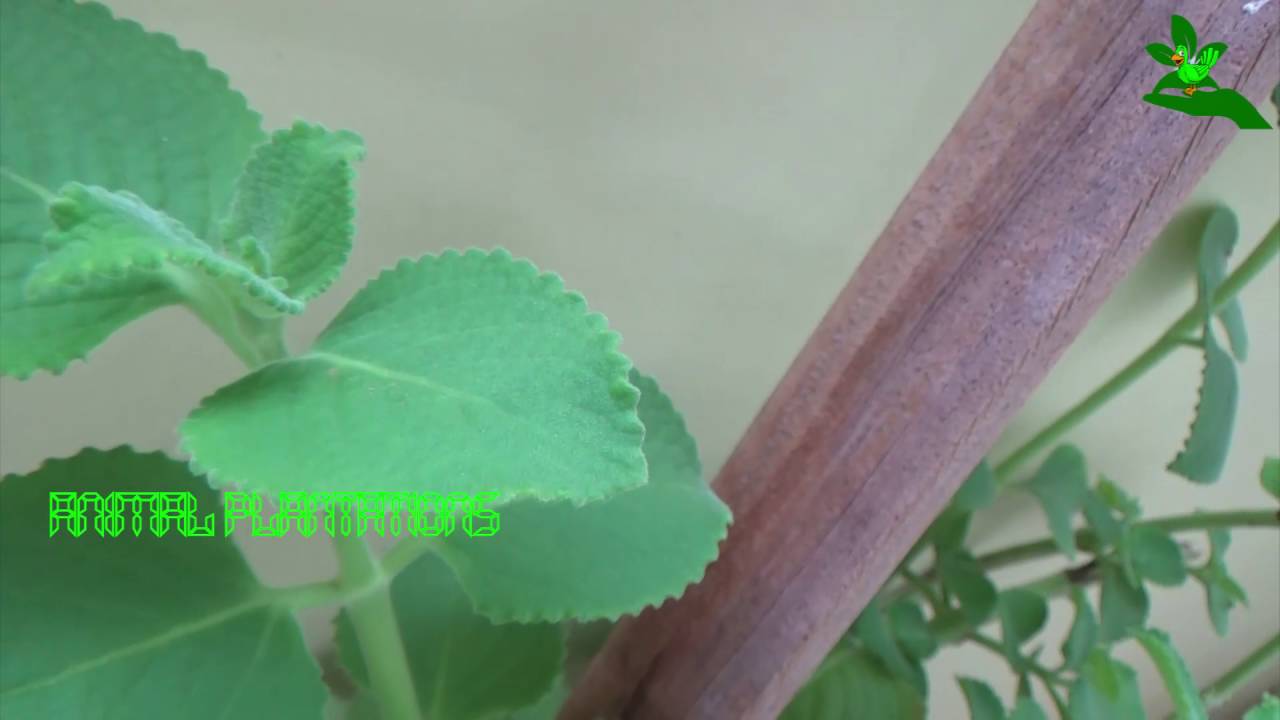 Carom Leaf - Vamu Aku | The Incredible Indian Plants | The Incredible ...