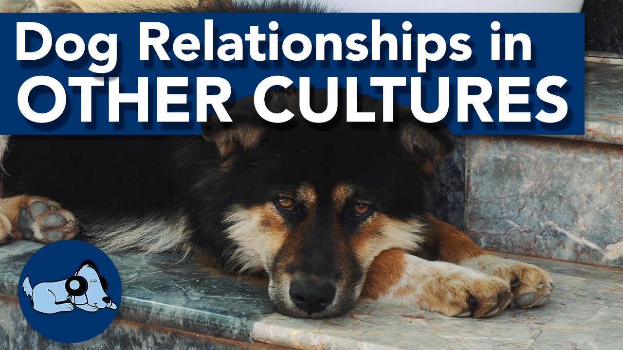 The Relationship with Dogs in Different Cultures! - YouTube