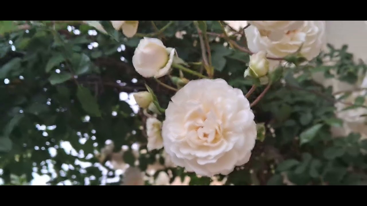 CLIMBING ROSE / CREEPER ROSE SE BANAYA BEAUTIFUL ARCH PROPEGATION CARE ...