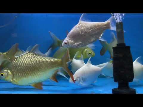 Ikan Lampam di Akuarium