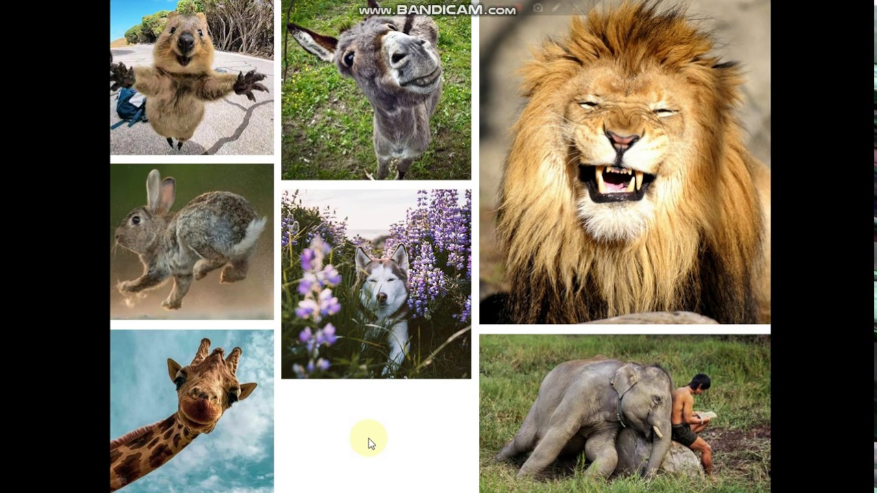 Dasar Klasifikasi Animalia Lapisan, Rongga & Simetri Tubuh - YouTube