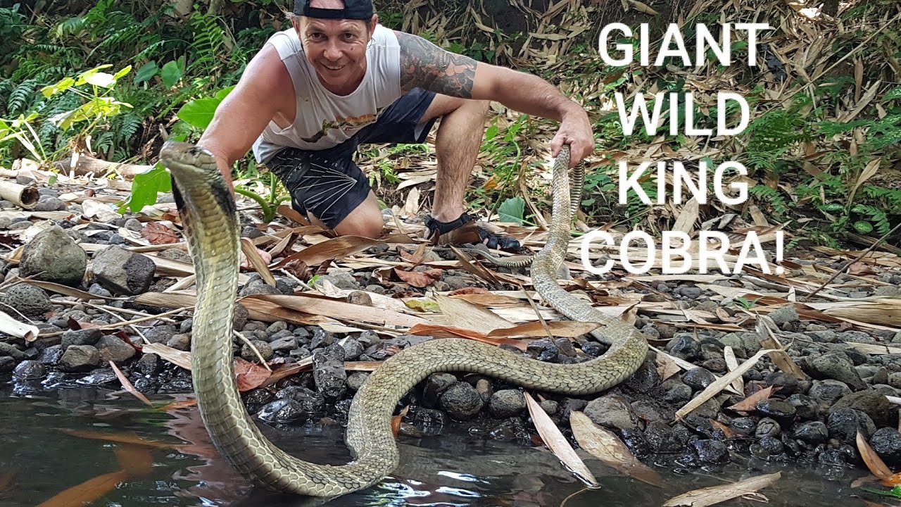 GIANT WILD KING COBRA! #kingcobra #snakes #wildlife #venomous #animals ...