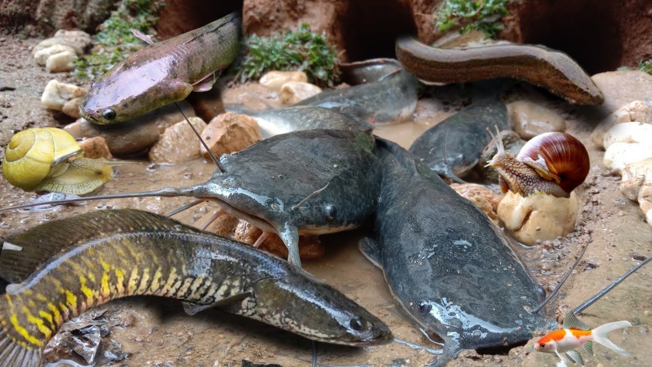 Mancing ikan lele jumbo dalam lubang,ikan gabus,ikan hias,ikan koi,ayam ...
