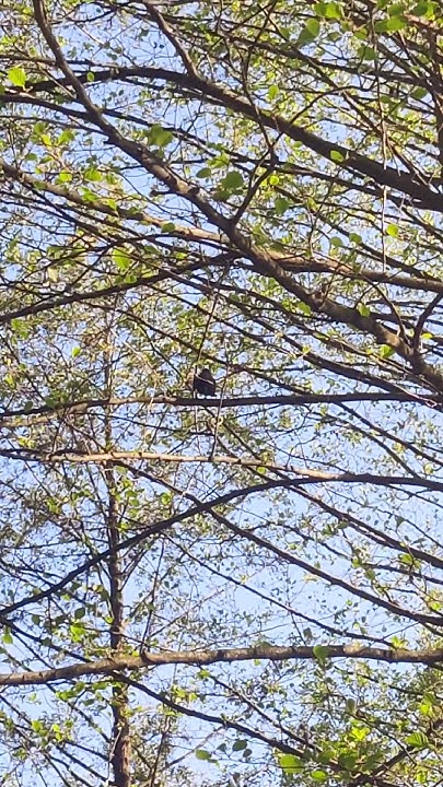 Черная 🐦 птичка красиво поет на 🌳 дереве дрозд и его звуки весна и
