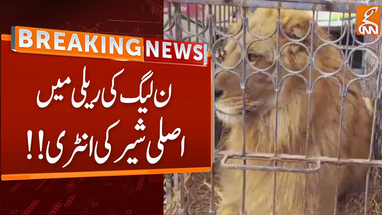 Watch: Lion Entry In PML-N Rally | Breaking News | GNN