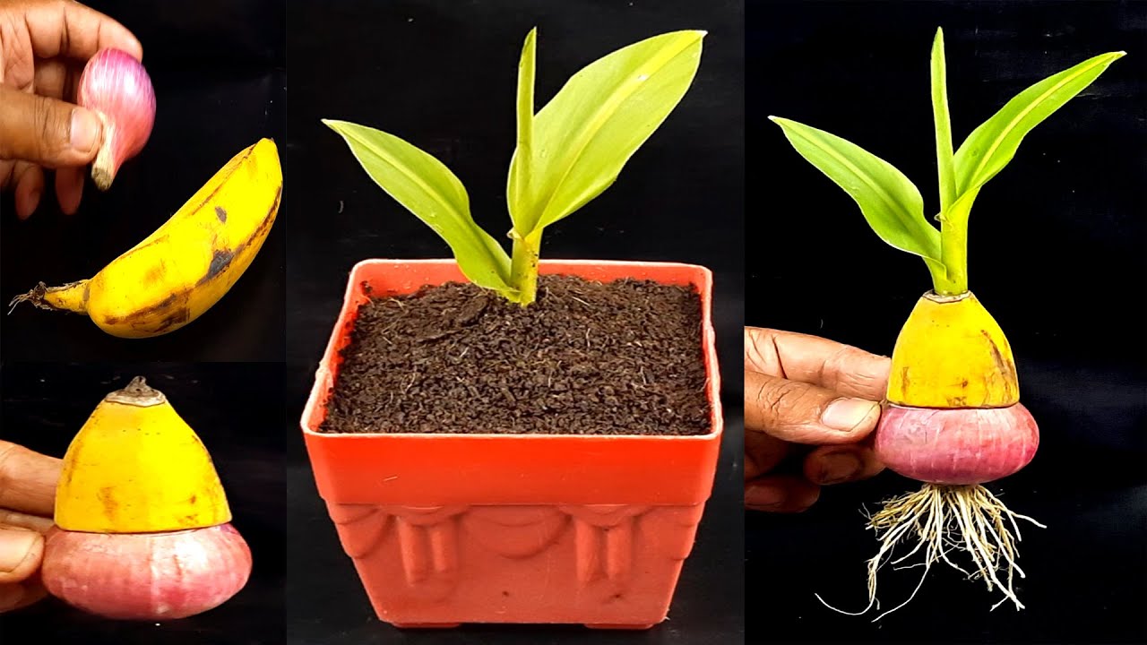 Unique Technique of Propagating Bananas with Onions. 100% Success Rate ...