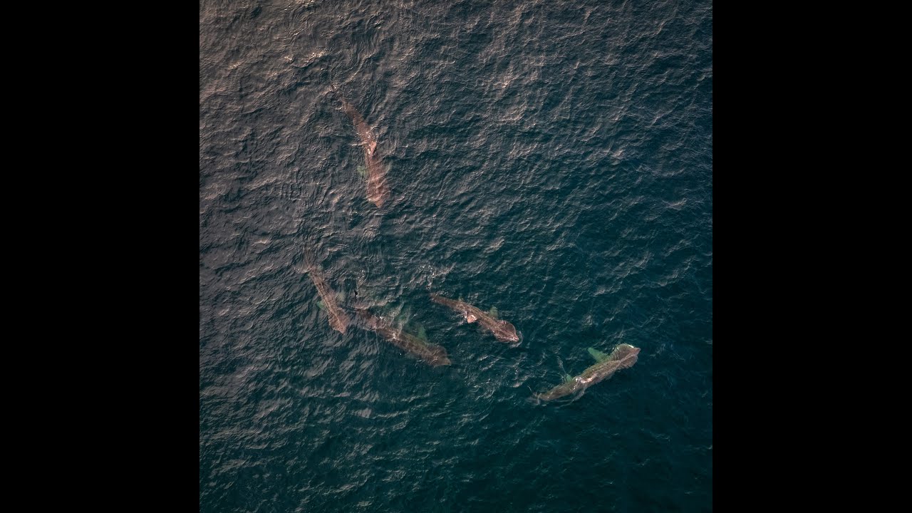 Basking Sharks ( Tory Island, Donegal ) + Bottlenose Dolphins ( Keem ...