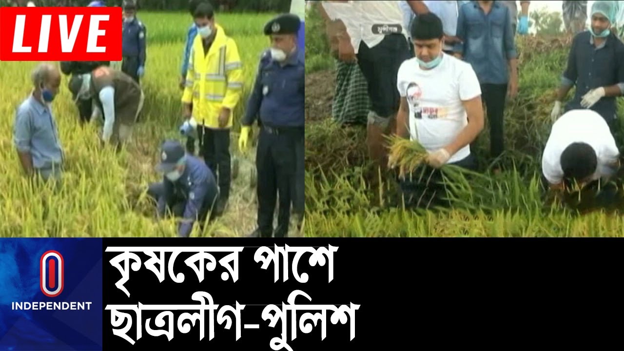 ধান কেটে কৃষকের ঘরে তুলে দিচ্ছেন ছাত্রলীগ ও পুলিশ সদস্যরা || Chatro ...