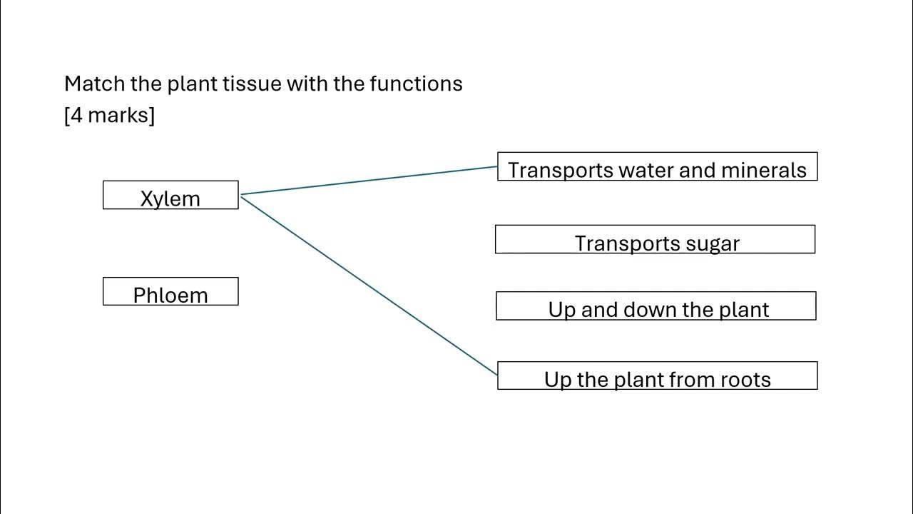 xylem and phloem 3 - YouTube