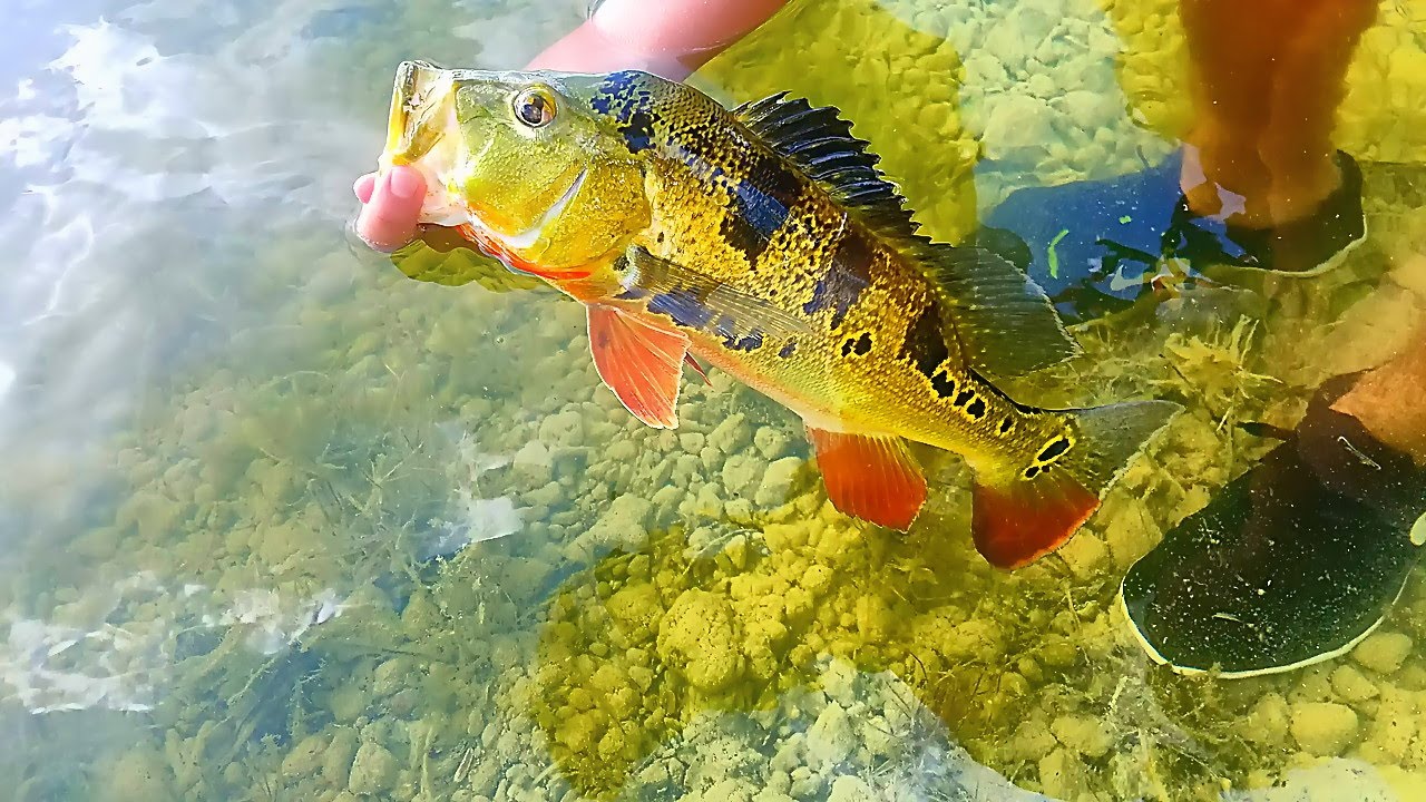 Crazy PEACOCK BASS Fishing in Super CLEAR Water! (Miami Fishing) - YouTube