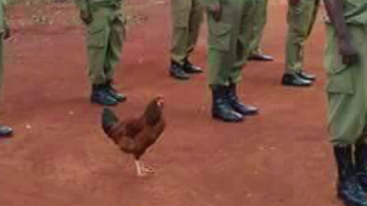 Army chicken - YouTube