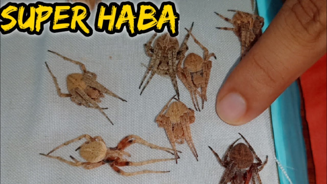 Pinagkaiba ng Derby na gagamba at ng Pang Hack fight -Mga bagong Super ...