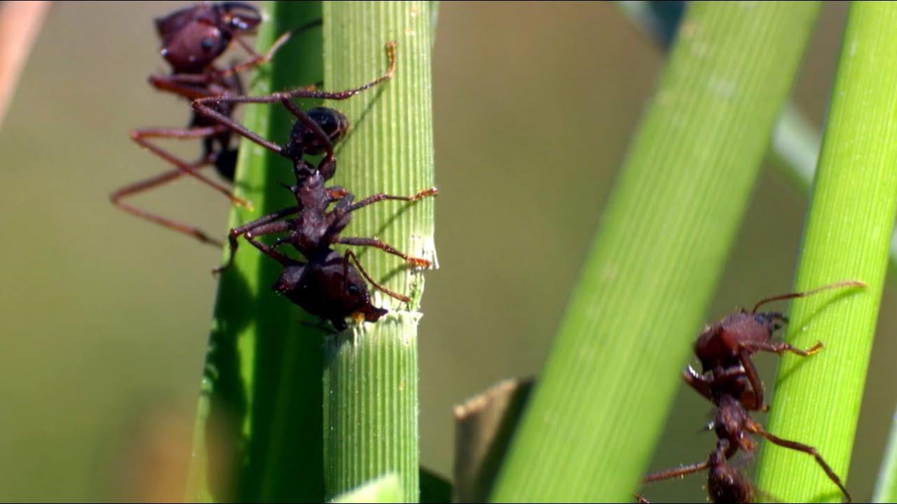 A production line of ants - The Wonder of Animals: Episode 4 Preview ...