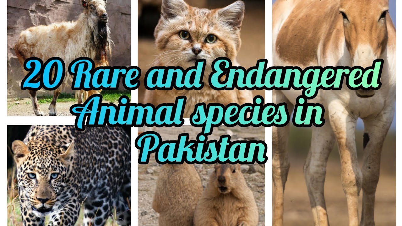 #20 RARE AND ENDANGERED ANIMAL SPECIES IN PAKISTAN - YouTube