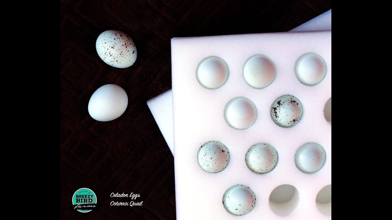 Celadon, Blue Coturnix Quail eggs and chicks - YouTube