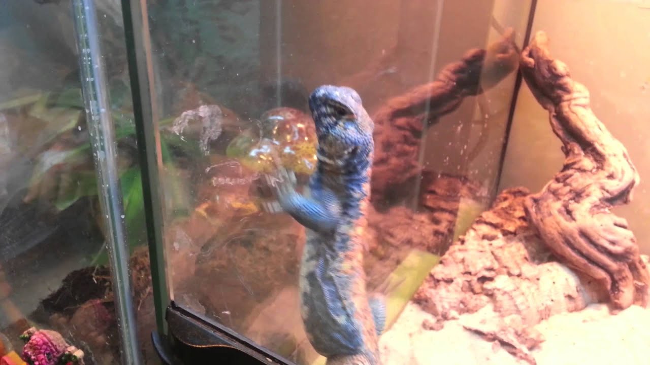 Lizard Harlem Shake (Coolest lizard ever!) - YouTube