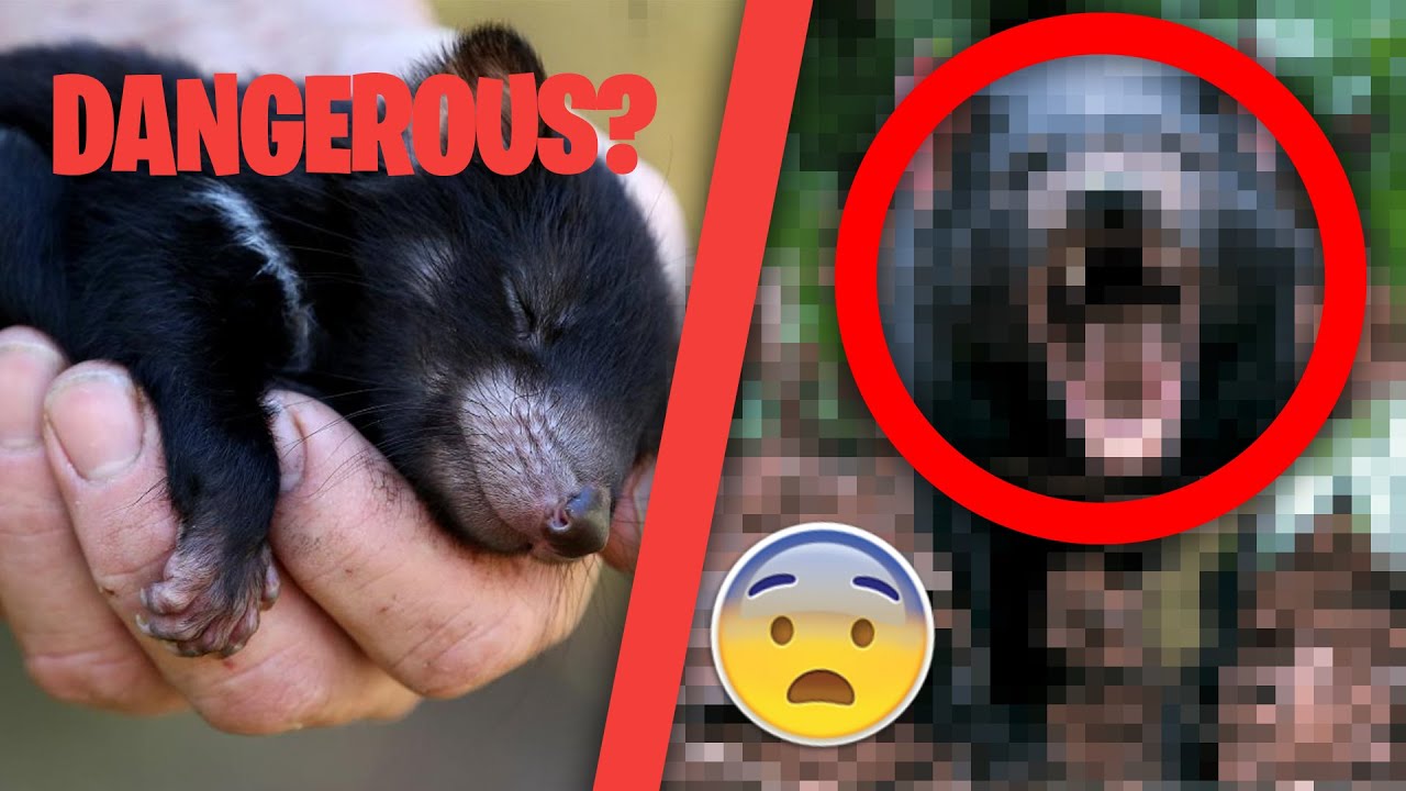 10 “Looks Can Be Deceiving” Animals! - YouTube