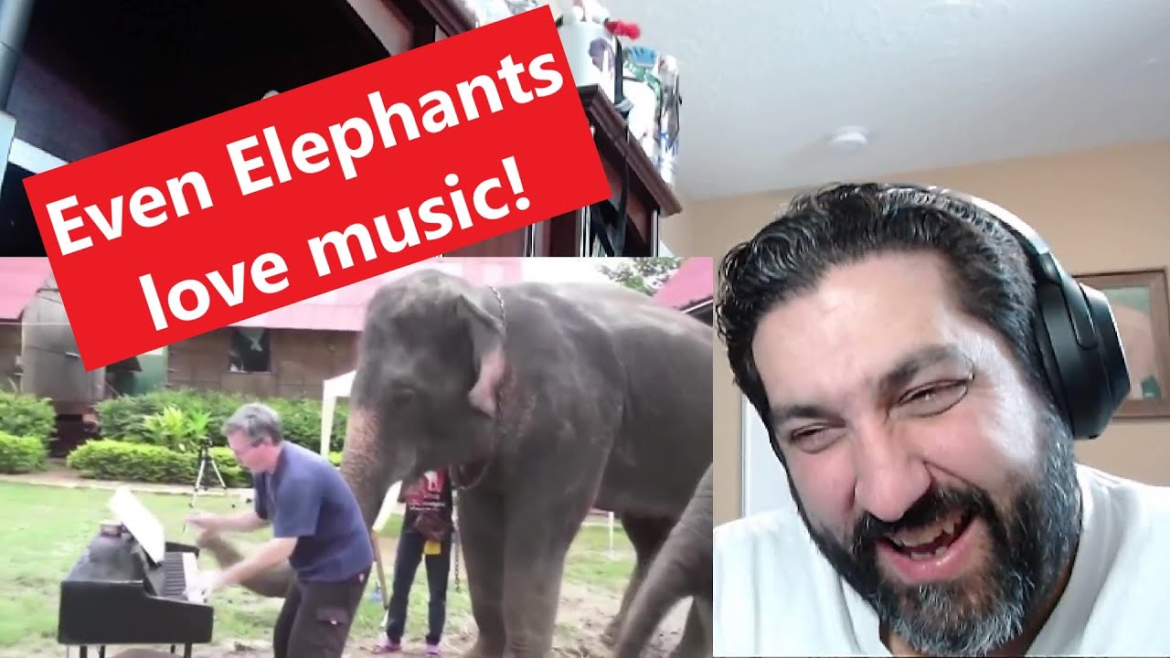 Animals and music reaction - YouTube