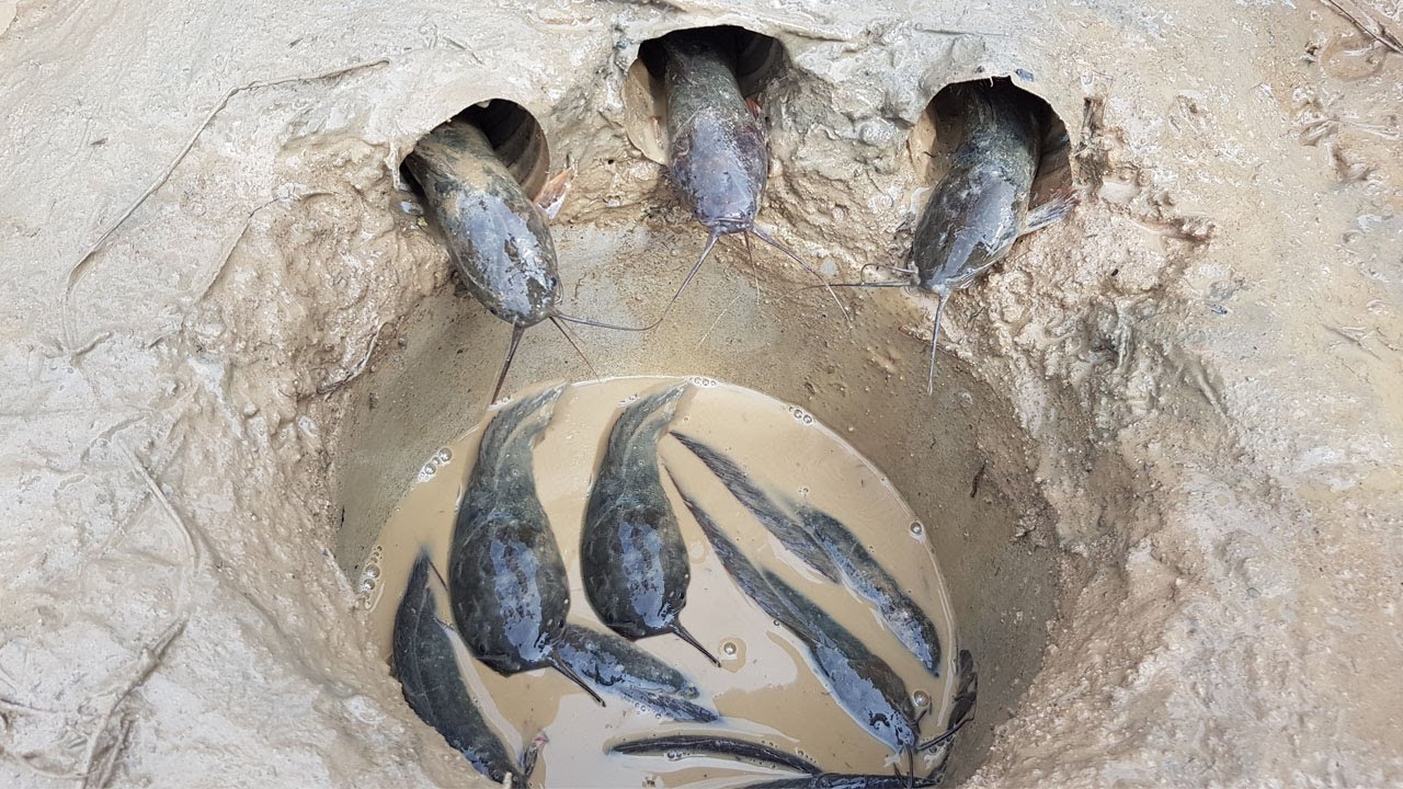 Amazing Survival Idea | Many Fish Have Entered The Man-Made Holes - YouTube
