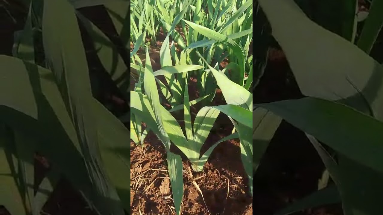 Vườn trồng hoa layon quá đẹp, đồng đều - YouTube