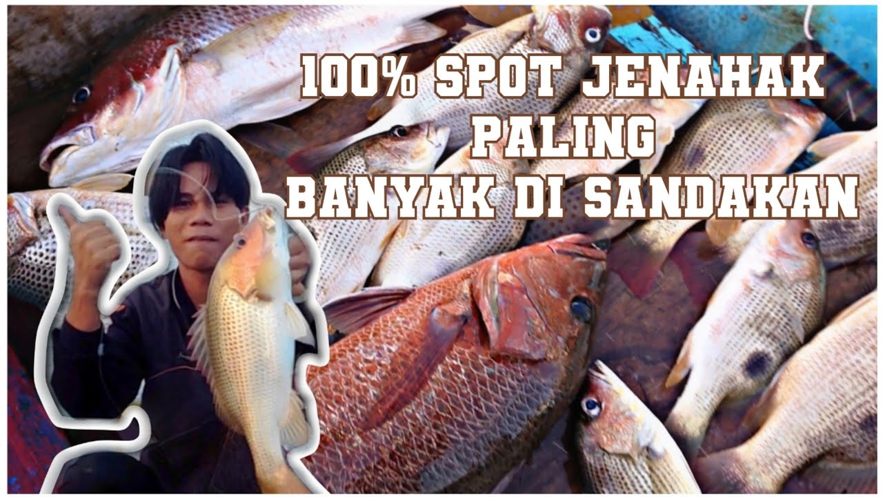 MANCING IKAN JENAHAK DI SANDAKAN 100% TIDAK AKAN KUMPAU | SANDAKAN ...