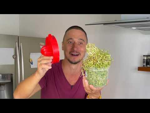 Ростки дома 🌱 Технология проращивания ростков маша, сои - YouTube
