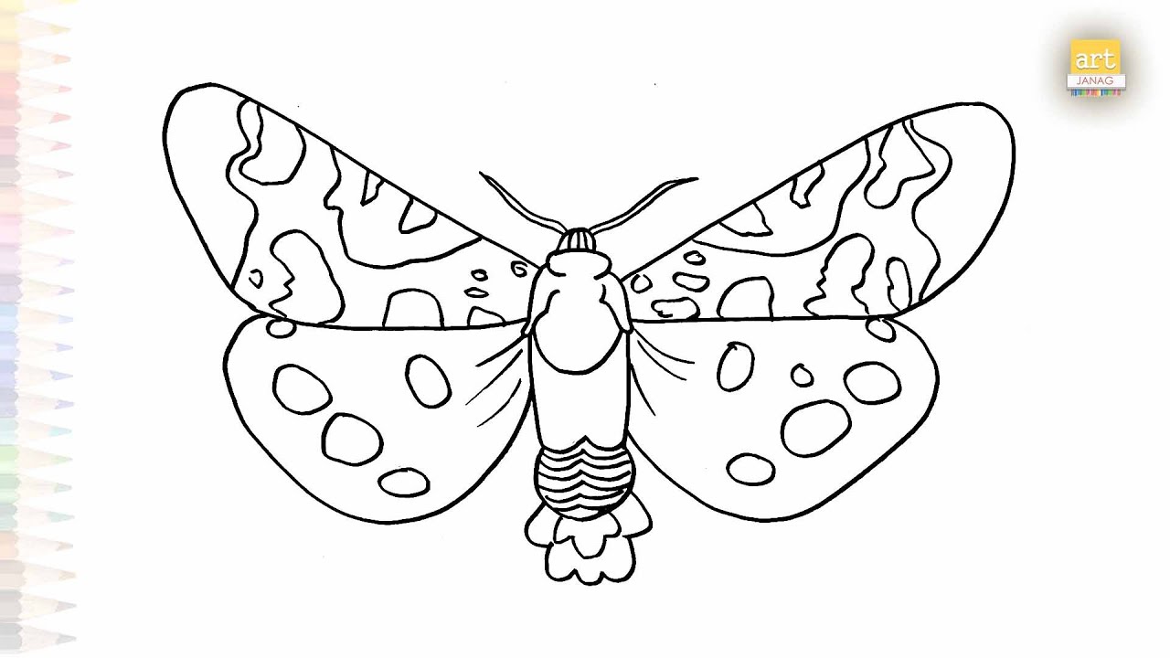 Garden tiger moth drawing easy | Art tutorial | How to draw A Great ...