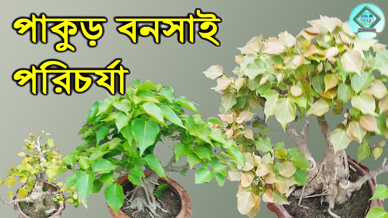 পাকুড় বনসাই পরিচর্যা | Care for Pakur Bonsai | লাইকড় বনসাই পরিচর্যা ...