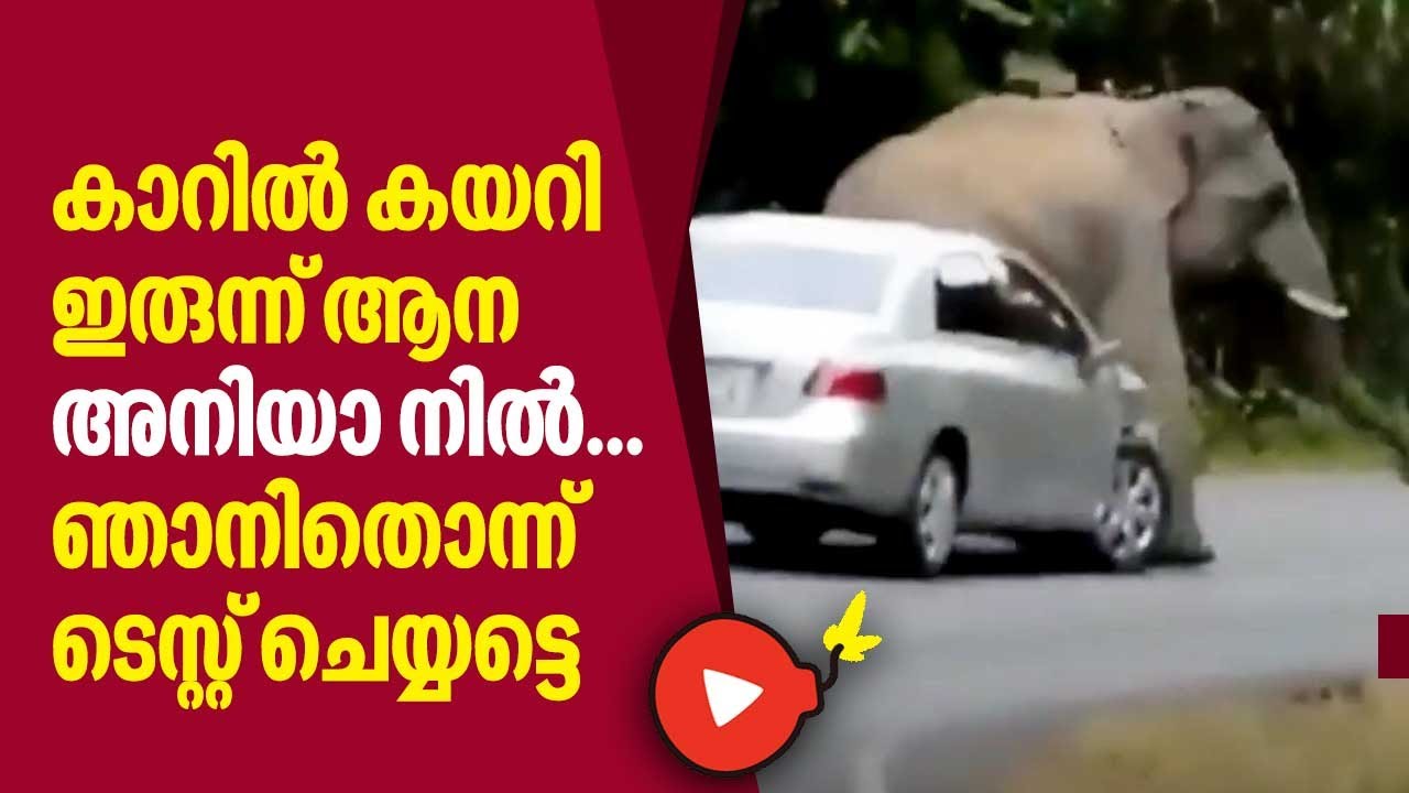 കാറിൽ കയറി ഇരുന്ന് ആന,അനിയാ നിൽ... ഞാനിതൊന്ന് ടെസ്റ്റ് ചെയ്യട്ടെ | Wild ...