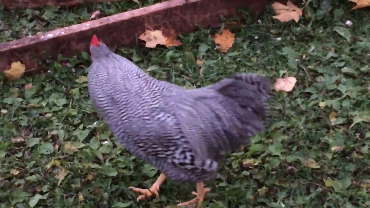 Bantam barred plymouth rock - YouTube