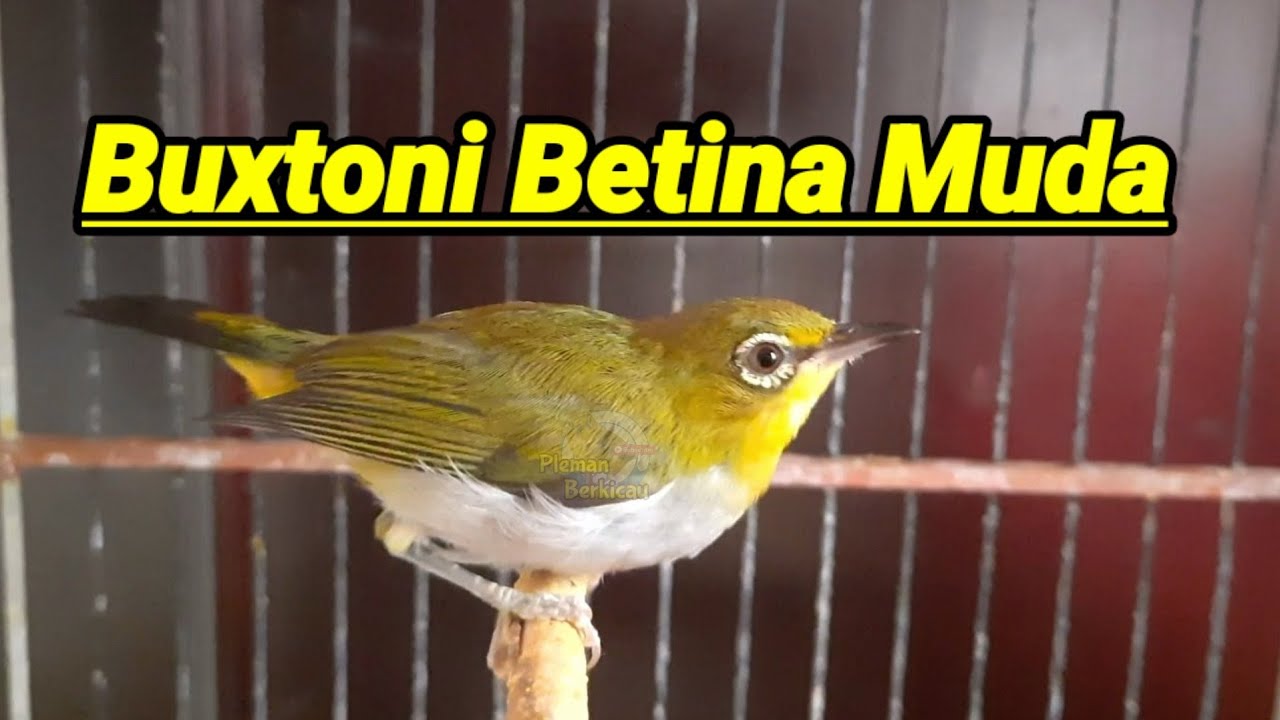 Suara Bustomi Betina Muda Ampuh Memancing Bunyi Jantan, yg bikin Pleci ...