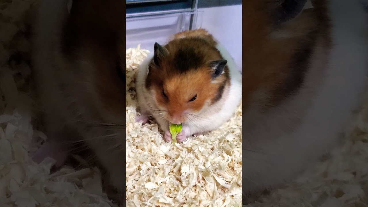 Hamster Eating Broccoli - YouTube