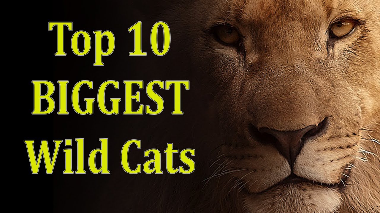 Top 10 Biggest Wild Cats In The World Largest Cats YouTube top-10-biggest-wild-cats-in-the-world-largest-cats-youtube