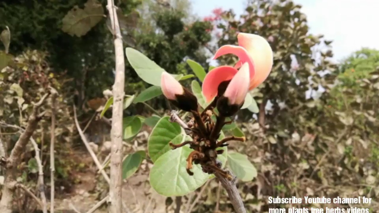 Flame of the Forest, Bastard Teak, Parrot Tree , Chichra tesu, desuka ...