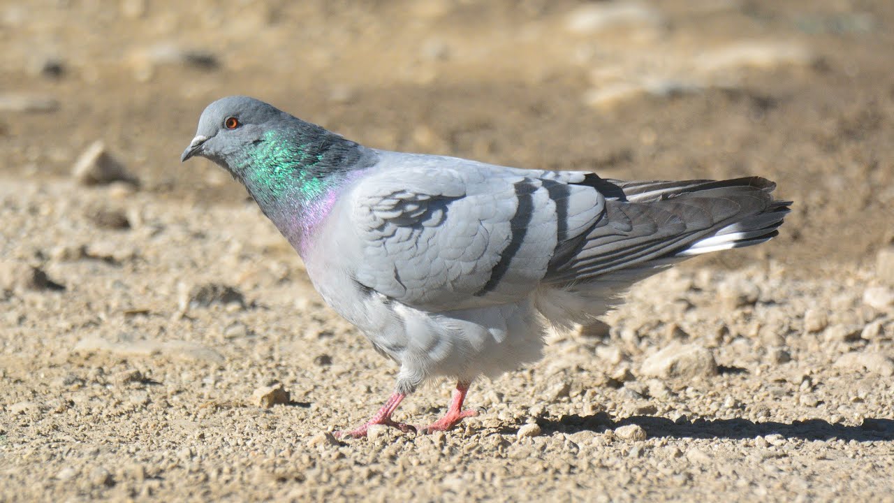 Hill Pigeon (Columba rupestris) |sikkim| |birds of sikkim| - YouTube