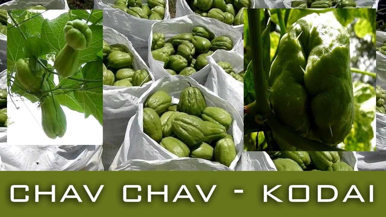 Kodaikanal Chav Chav Vegetable - YouTube