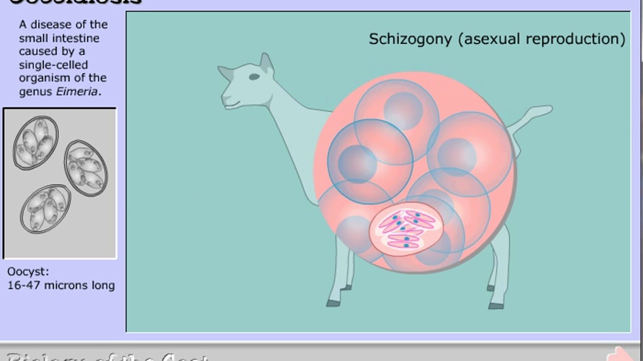 Life cycle of Eimeria - YouTube