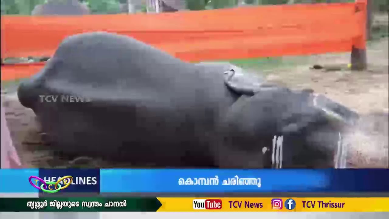 TCV News @ 8.30 pm 01 .03. 2025 - YouTube