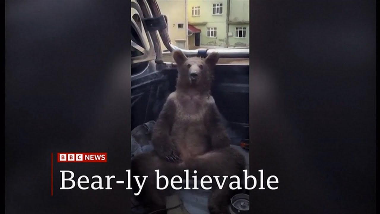 Bear cub high on hallucinogenic 'mad honey' rescued by park rangers ...