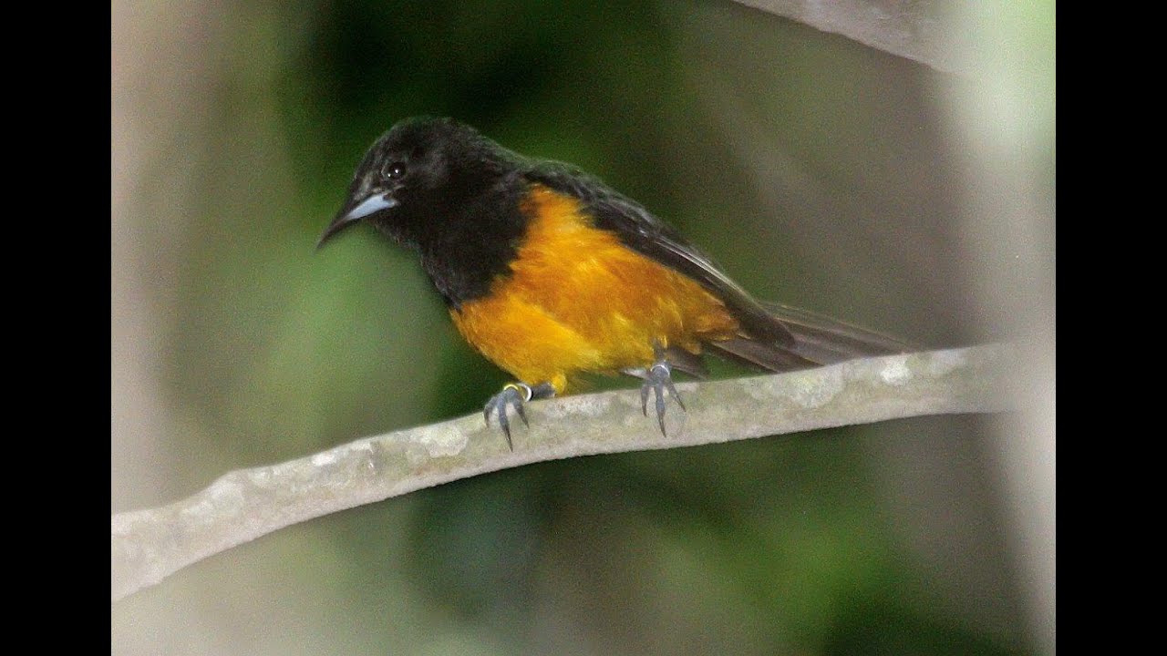 Montserrat - wildlife and heritage - YouTube