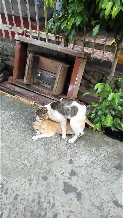 Ngentot bokep bikin sange - YouTube