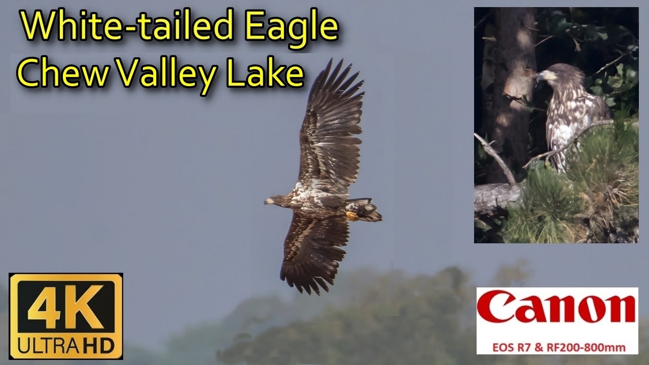Magnificent White-tailed Sea Eagle at Chew Valley Lake - YouTube