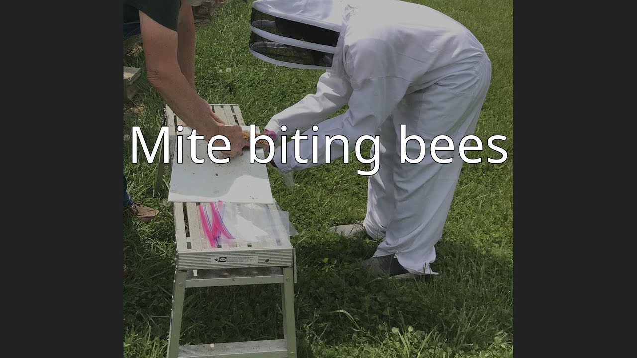 Mite biting bees - YouTube