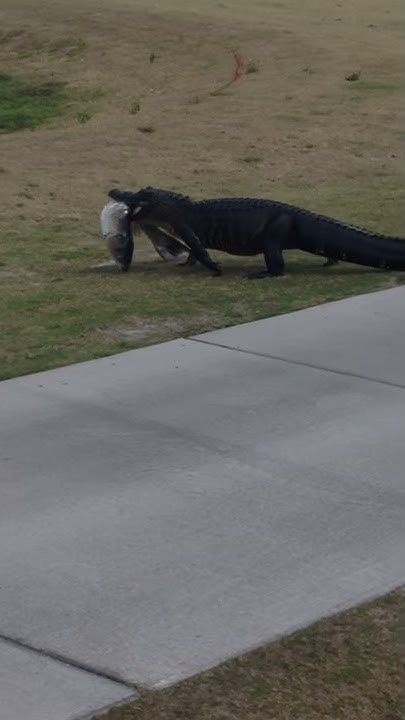 Alligator Walks Across Golf Course With Fish - YouTube