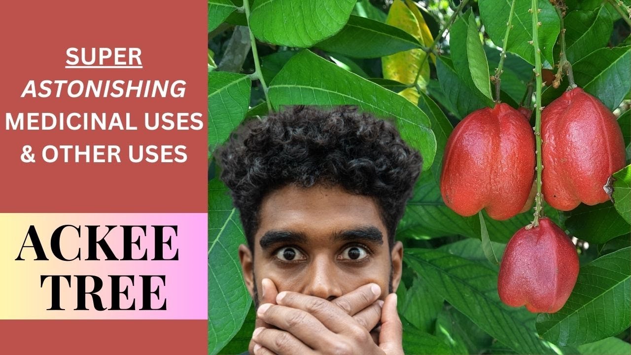 Jamaican ACKEE TREE’S astonishing MEDICINAL USES & other uses / BLIGHIA ...