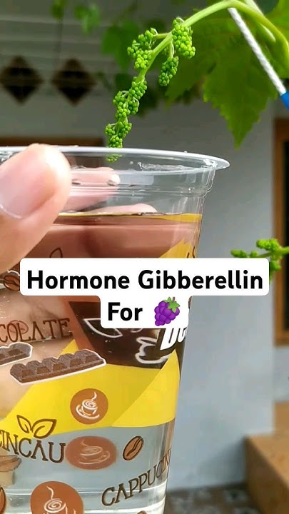 Gibberellin hormones for grapes 🍇 - YouTube