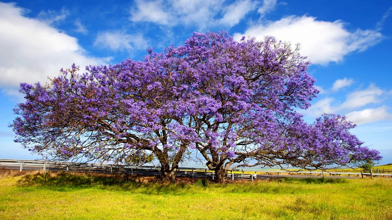 Colorful trees (HD1080p) - YouTube