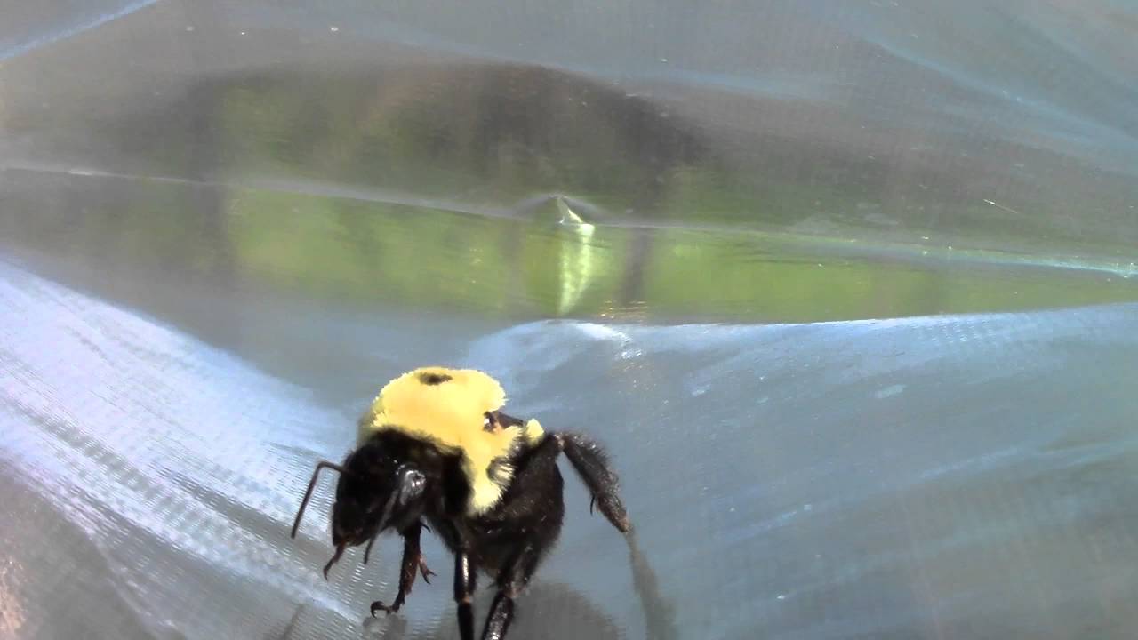 Pissed Off Bumble Bee - YouTube