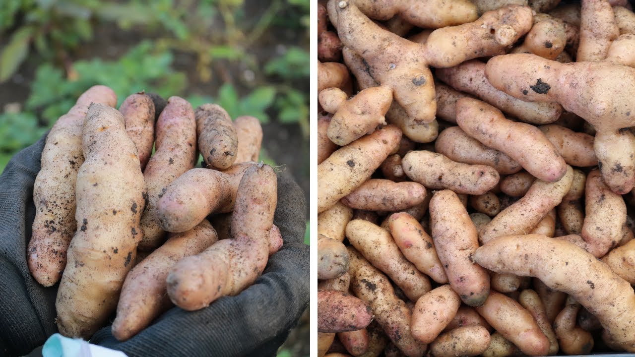 Rose Finn Apple Potato | Potato Harvest - YouTube